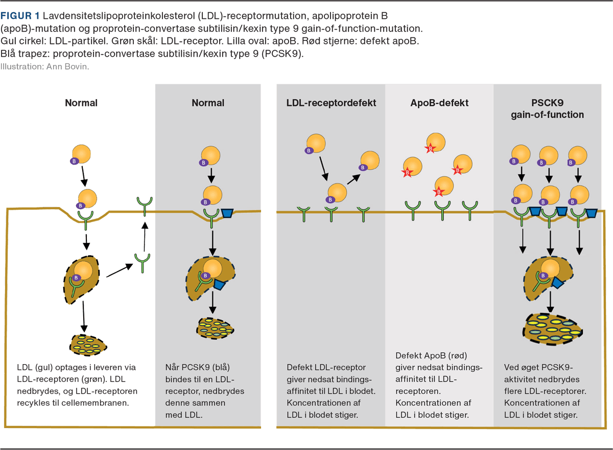 Familiær hyperkolesterolæmi | Ugeskriftet.dk