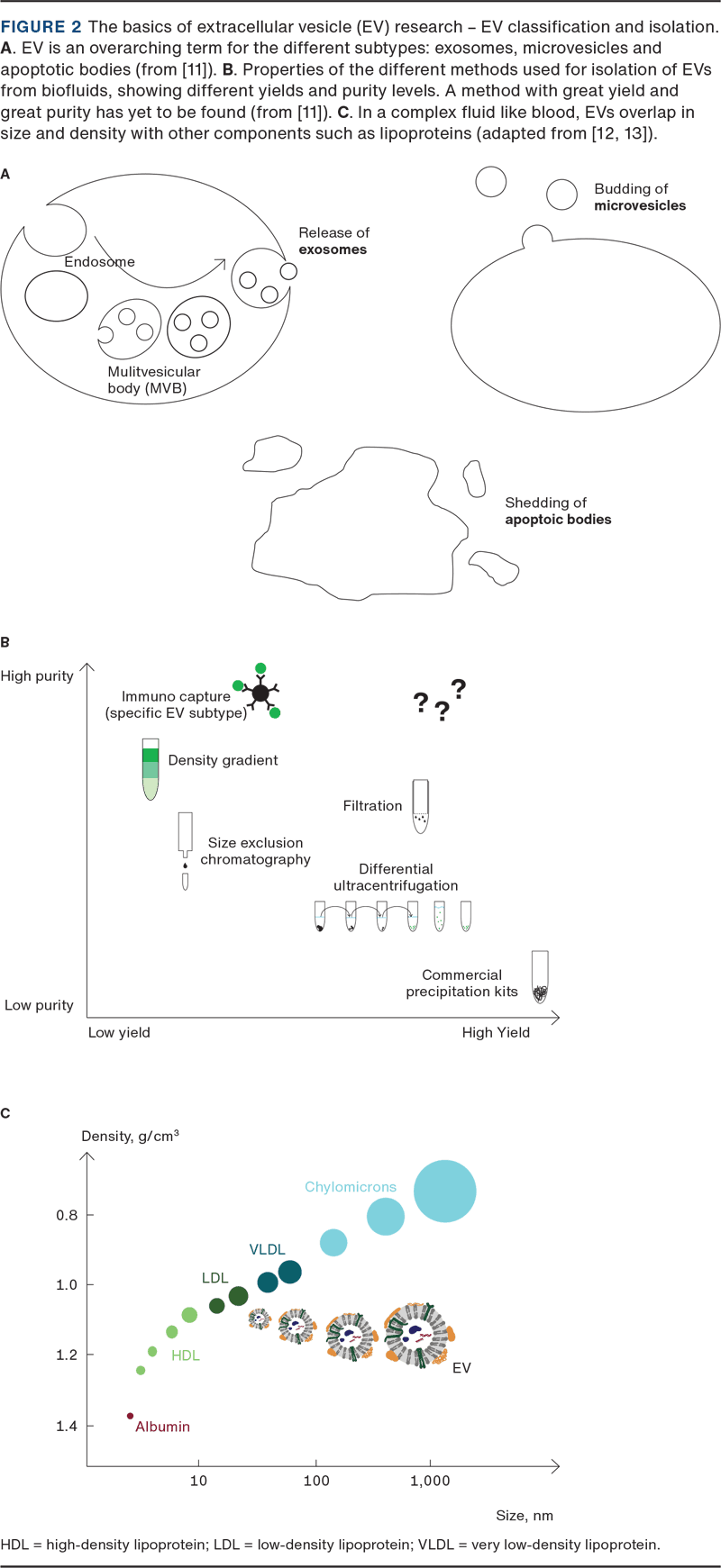 Extracellular Vesicles Small Messengers With A Wide Range Of