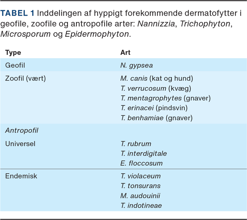Dybe dermatofytinfektioner | Ugeskriftet.dk