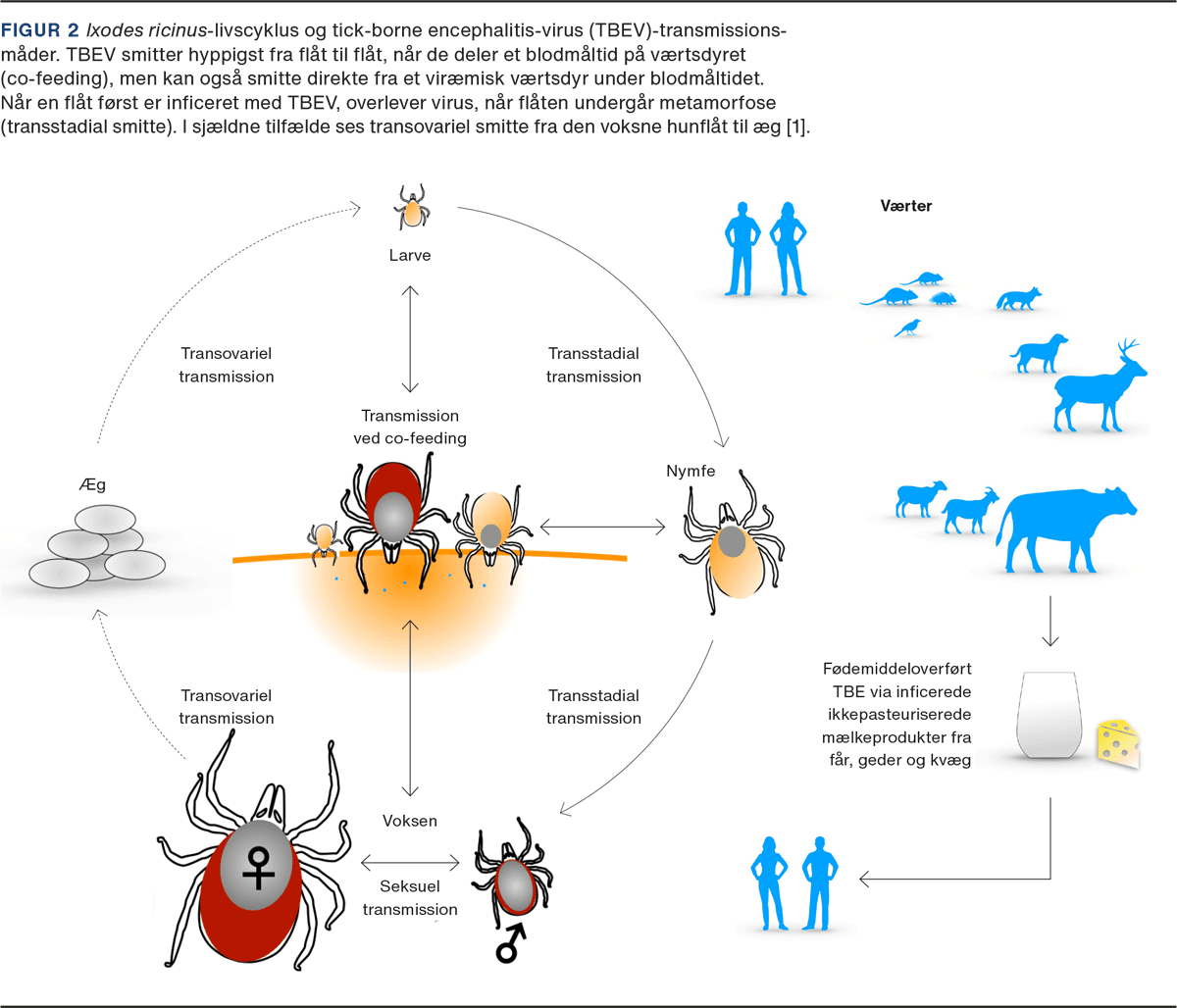 Tick-borne encephalitis | Ugeskriftet.dk