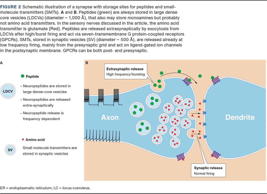 The therapeutic potential of galanin in the management of pain – a ...