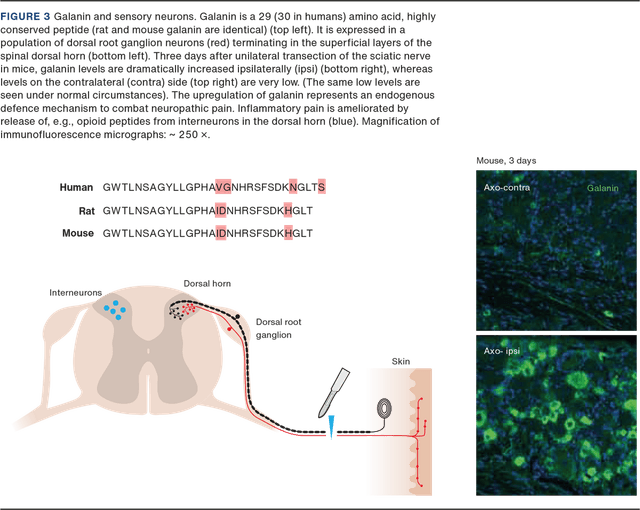 The therapeutic potential of galanin in the management of pain – a ...