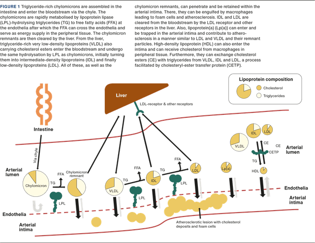 Lipids and lipoproteins | Ugeskriftet.dk