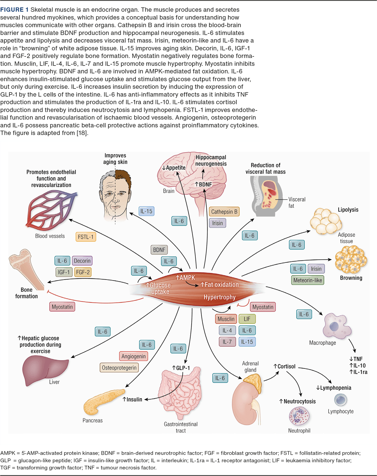 From the discovery of myokines to exercise as medicine | Ugeskriftet.dk