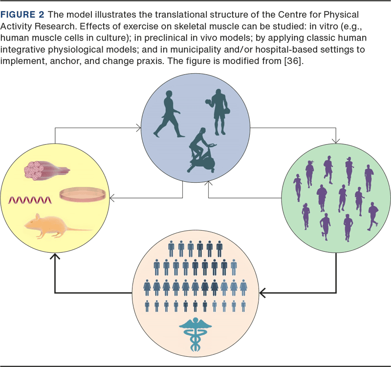 From the discovery of myokines to exercise as medicine | Ugeskriftet.dk