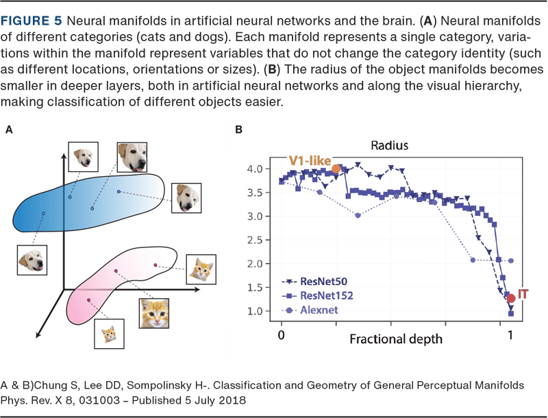 Deciphering the mysteries of the neural code | Ugeskriftet.dk