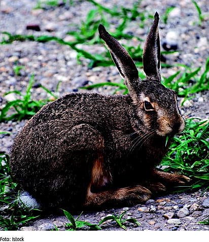 Harepest - en knude på halsen | Ugeskriftet.dk