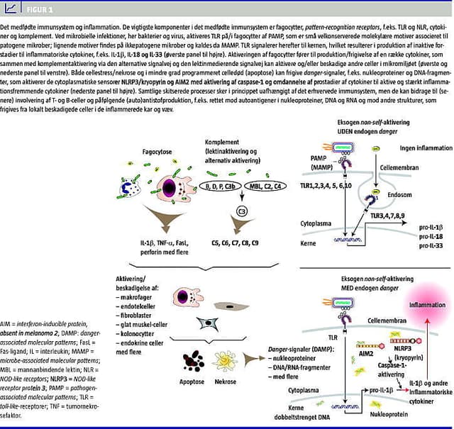 Medfødt immunitet, autoimmunitet og autoinflammation | Ugeskriftet.dk