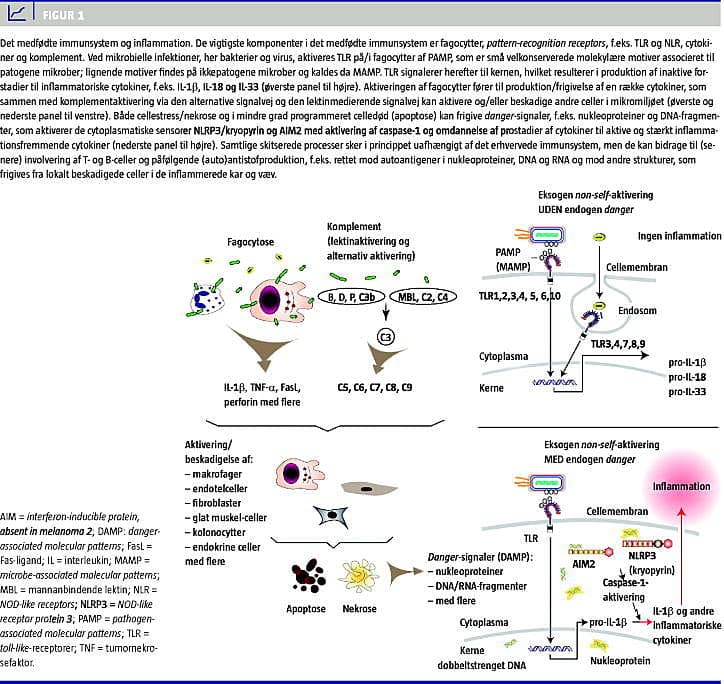 Medfødt immunitet, autoimmunitet og autoinflammation | Ugeskriftet.dk