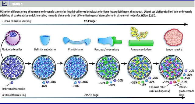 Fra stamceller til funktionelle betaceller ved type 1-diabetes ...