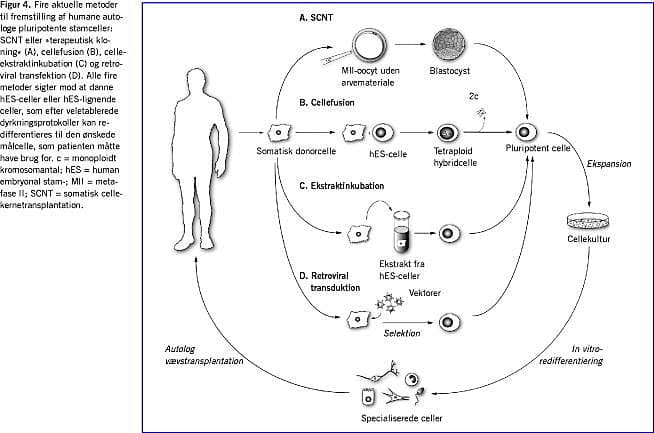 Humane embryonale stamceller: potentiale og aktuelle udfordringer ...