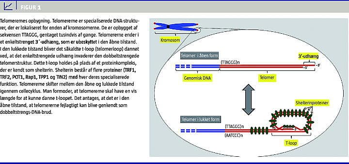Telomerer og telomerase | Ugeskriftet.dk