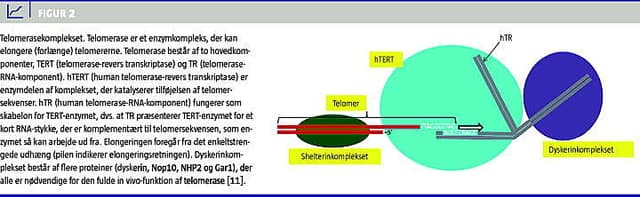 Telomerer og telomerase | Ugeskriftet.dk