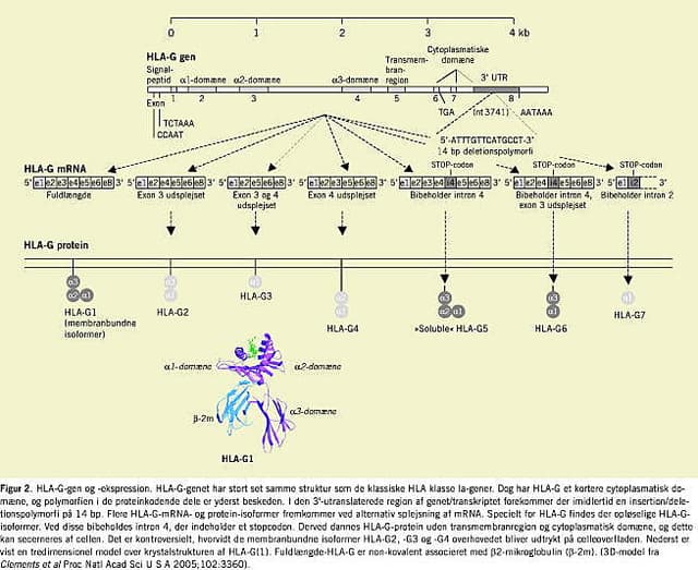 De nonklassiske humant leukocyt-antigen (HLA)-vævstyper - fra ...