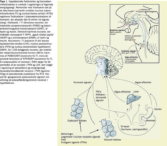 Molekylær patogenese ved monogen og polygen fedme | Ugeskriftet.dk