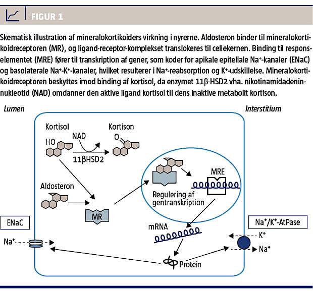 Hjertestop associeret med syndrome of apparent mineralocorticoid excess ...