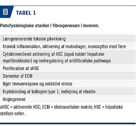 Levercirrose og leverfibrose er potentielt reversible | Ugeskriftet.dk