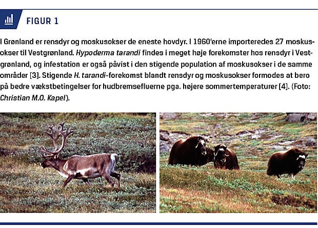 Første tilfælde af Hypoderma tarandi-associeret myiasis på Grønland ...