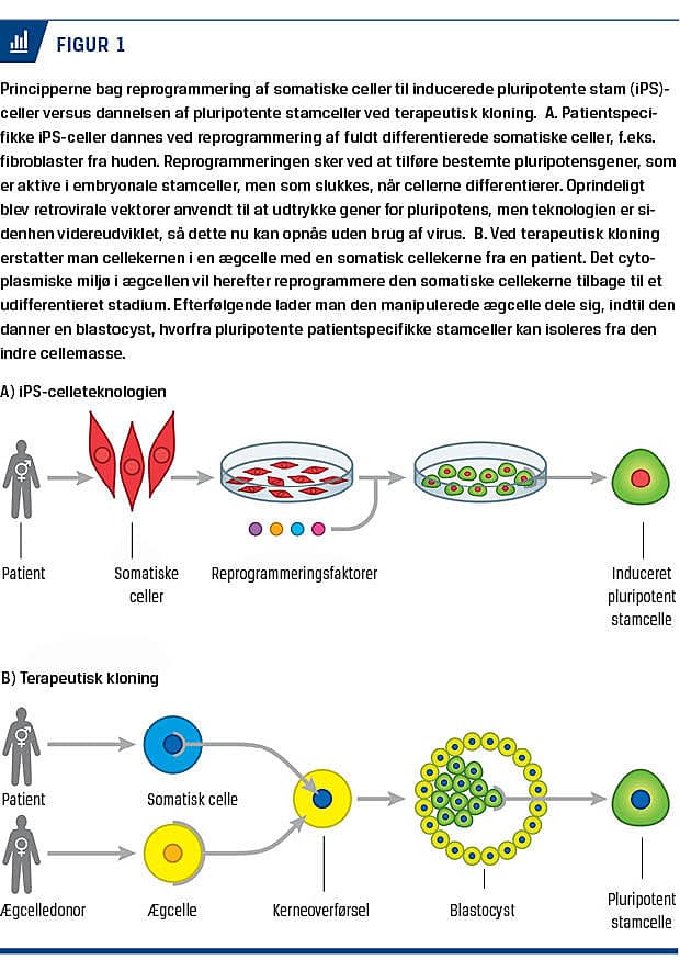 Inducerede pluripotente stamceller revolutionerer forskningen i ...