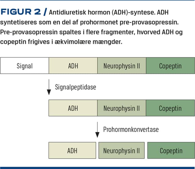 Copeptin er en ny diagnostisk biomarkør for diabetes insipidus ...