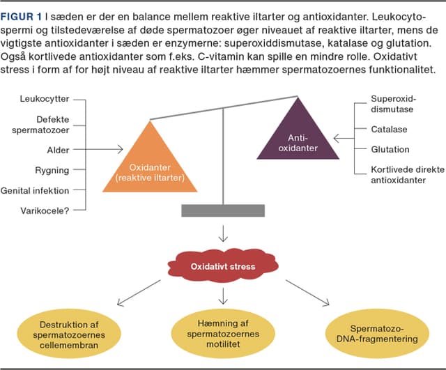 Behandling af mandlig infertilitet | Ugeskriftet.dk