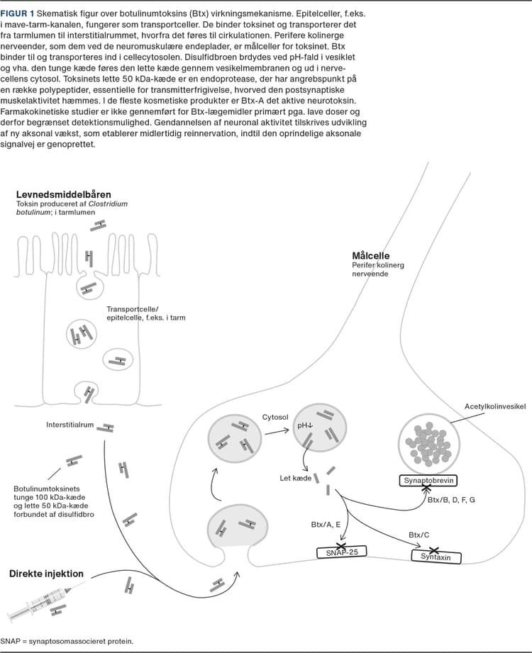 Iatrogen botulisme ved terapeutisk brug af botulinumtoksin | Ugeskriftet.dk