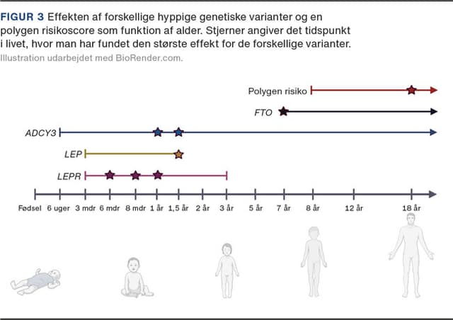 Overvægt og genetik | Ugeskriftet.dk